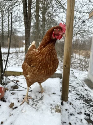 Winter Care — Purely Chickens