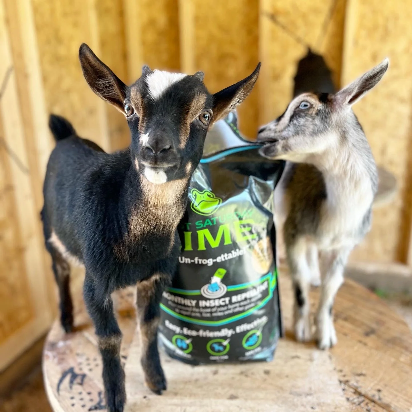 Discount Codes — Purely Chickens