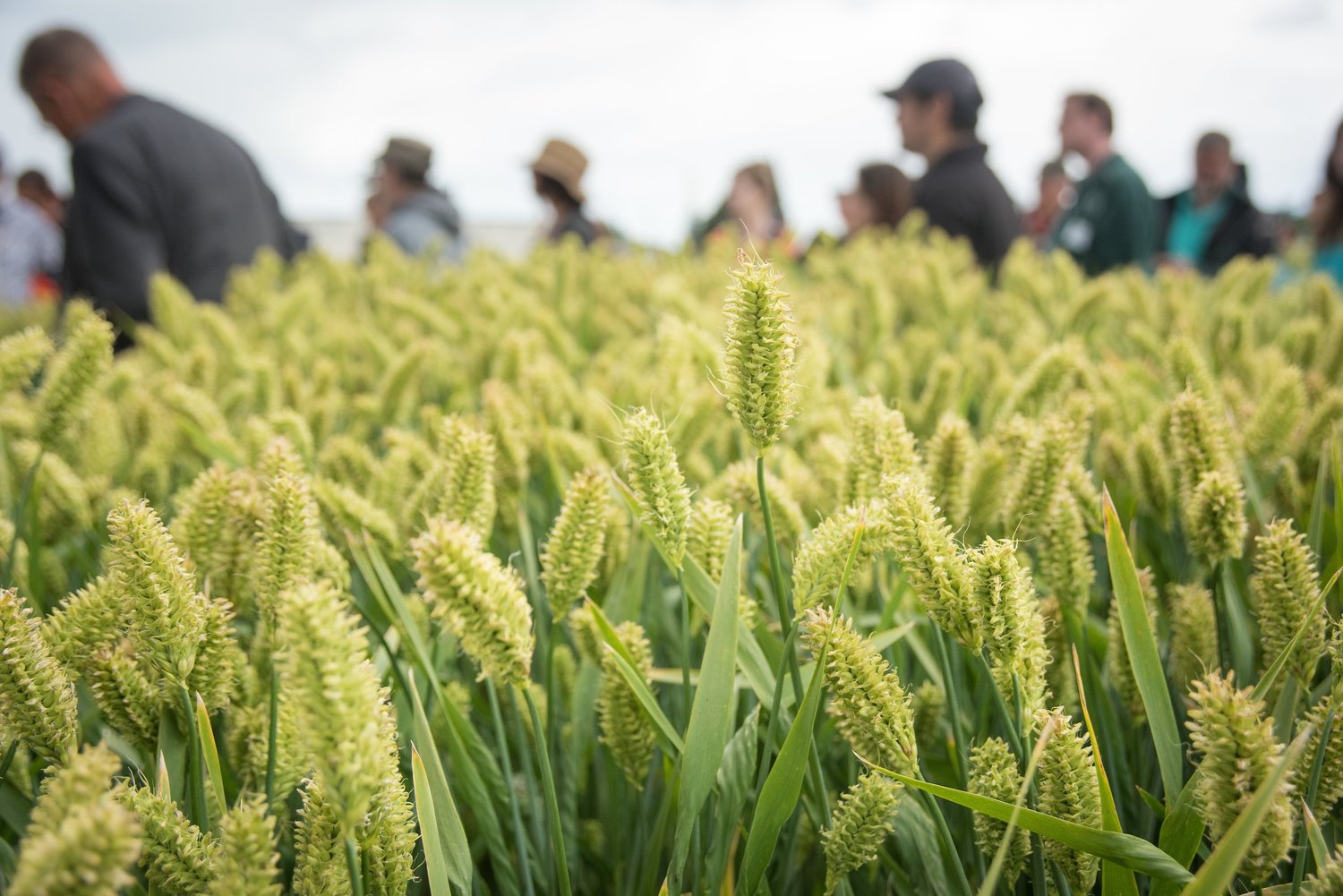 Projects — Culinary Breeding Network