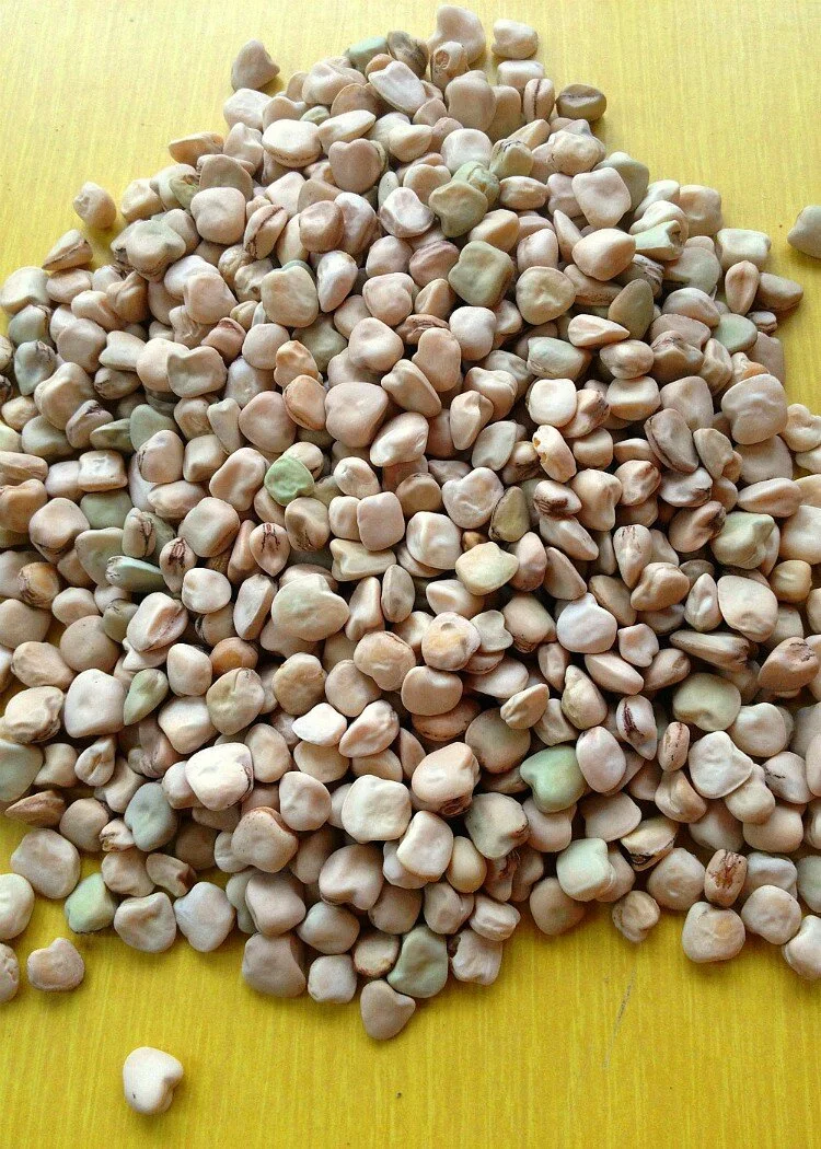 Cicerchia — Culinary Breeding Network