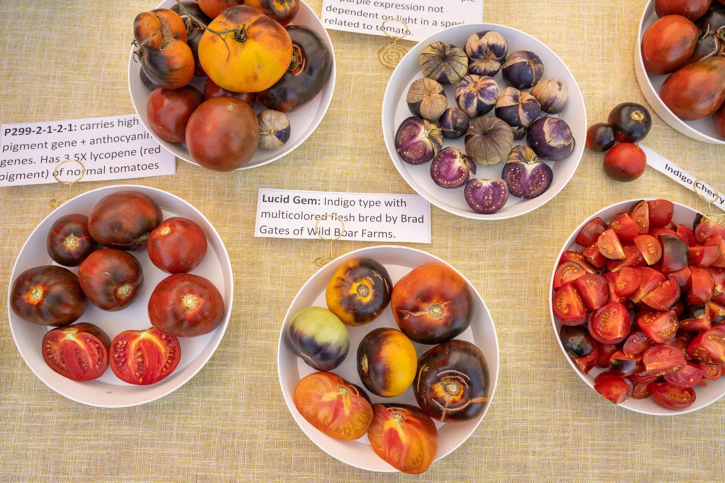 Fests — Culinary Breeding Network