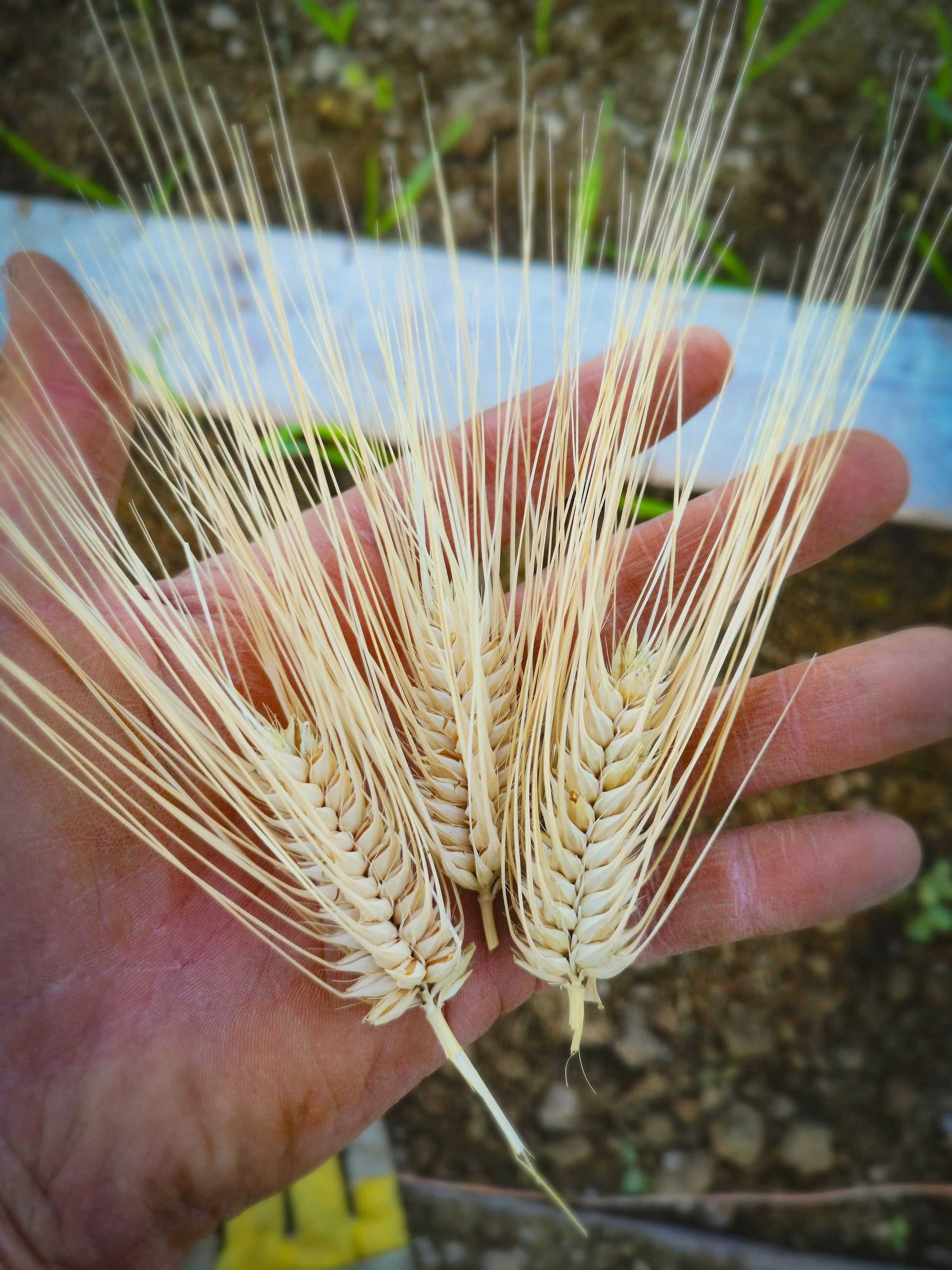 Seed Preservation — Kootenay Society For Sustainable Living