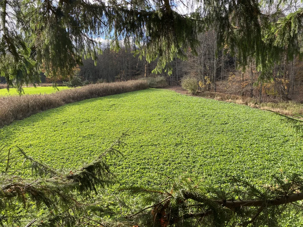 The Dos & Don'ts Of Egyptian Wheat Food Plot Screening — Whitetail ...