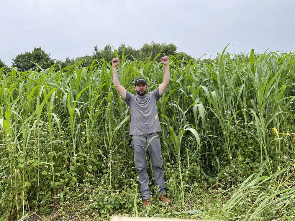 The Dos & Don'ts Of Egyptian Wheat Food Plot Screening — Whitetail ...