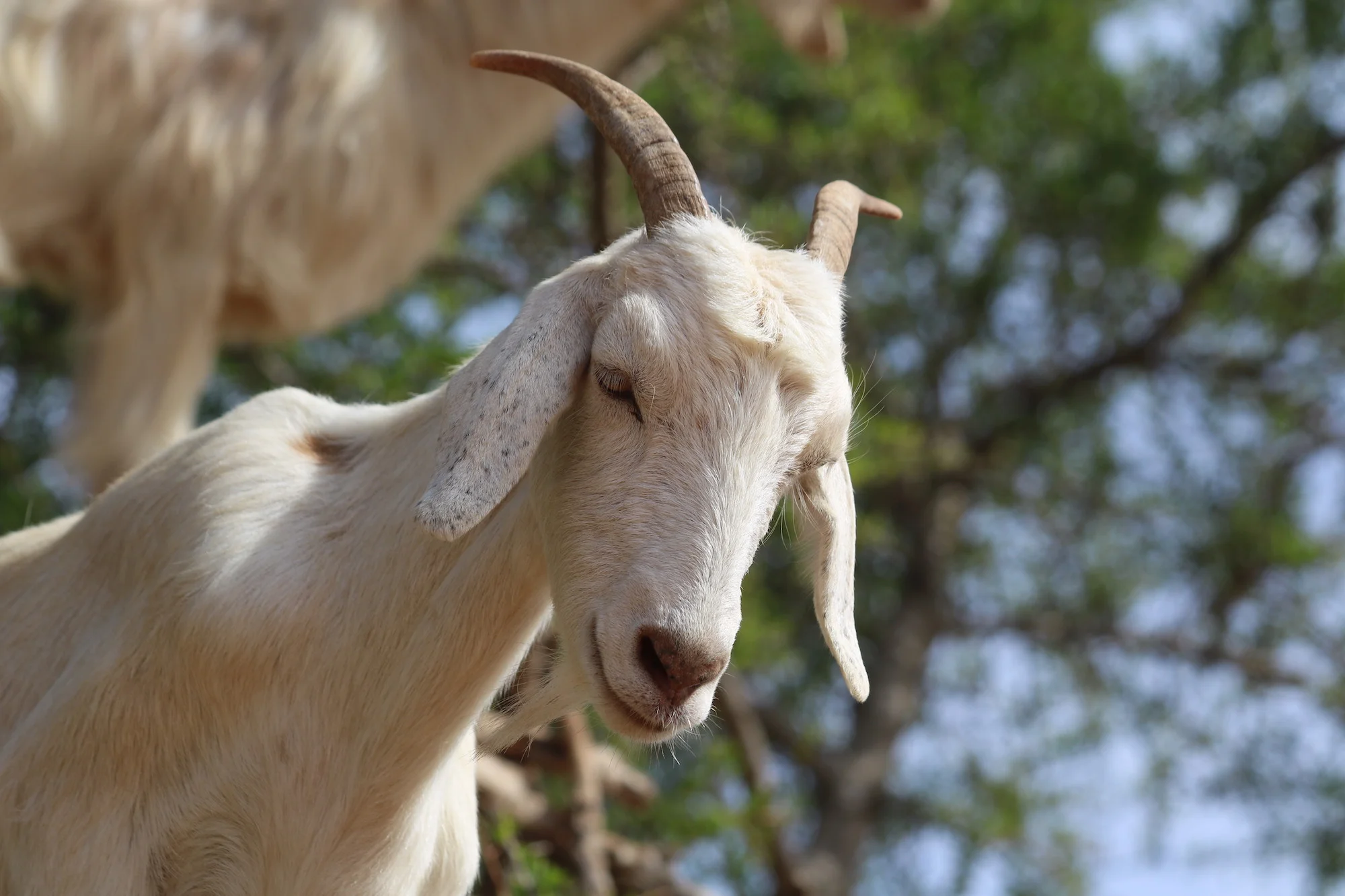 The Climbing Goats of Morocco — petsofchampions
