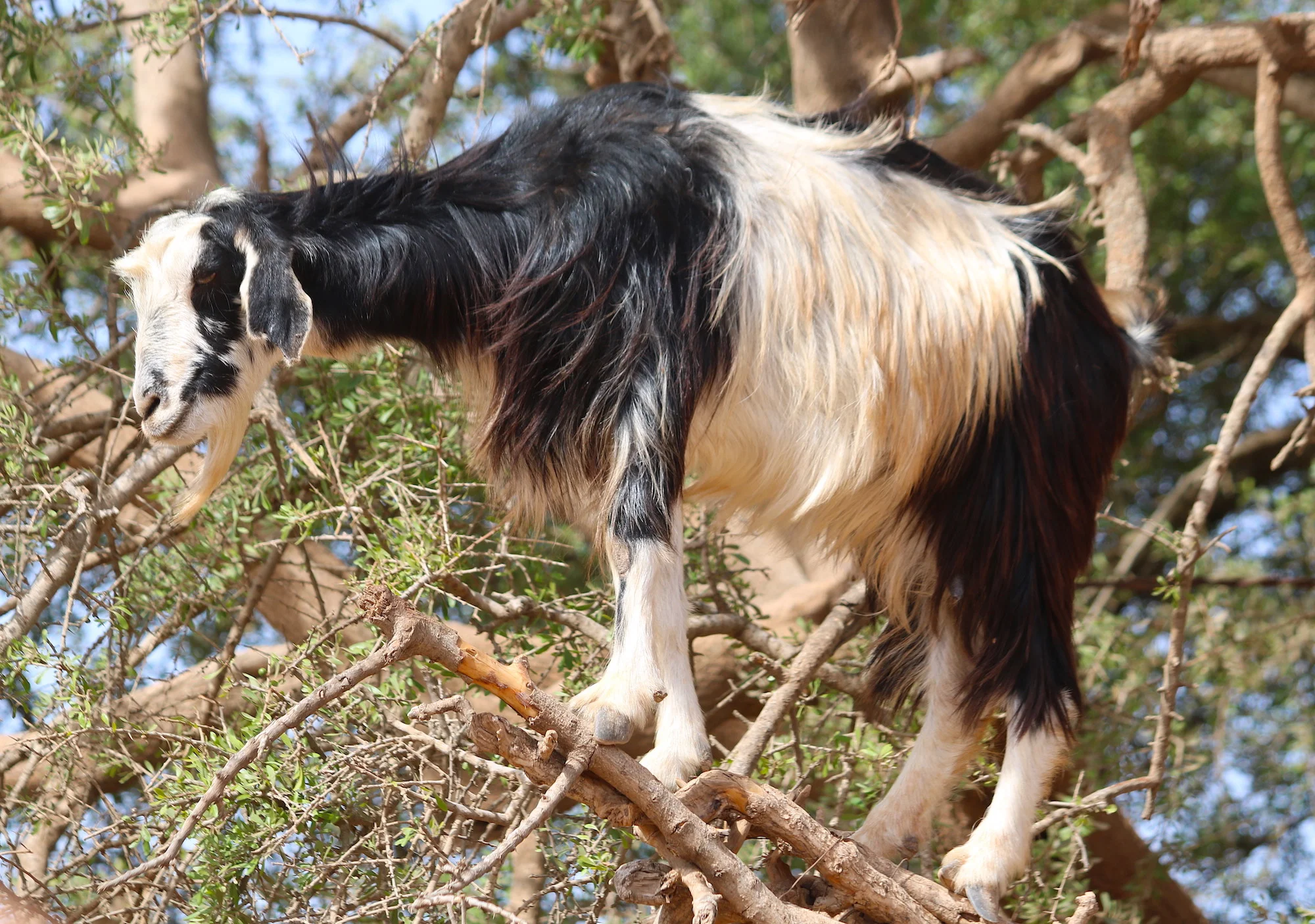 The Climbing Goats of Morocco — petsofchampions