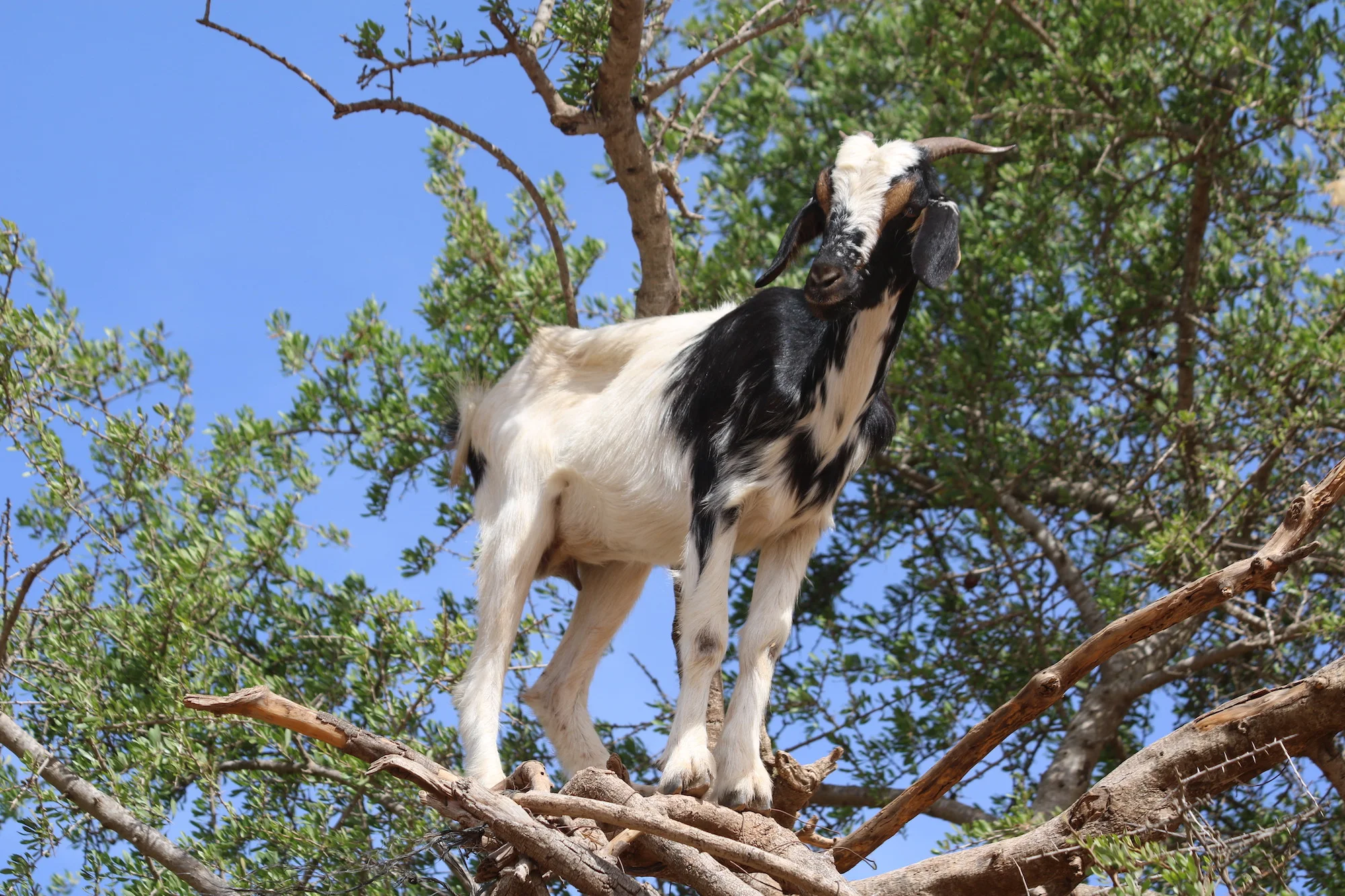 The Climbing Goats of Morocco — petsofchampions