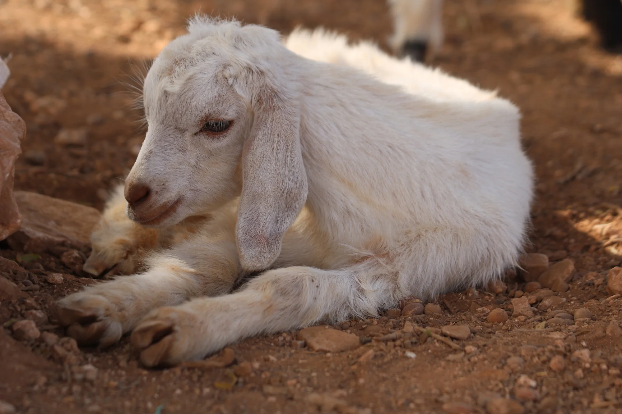 The Climbing Goats of Morocco — petsofchampions