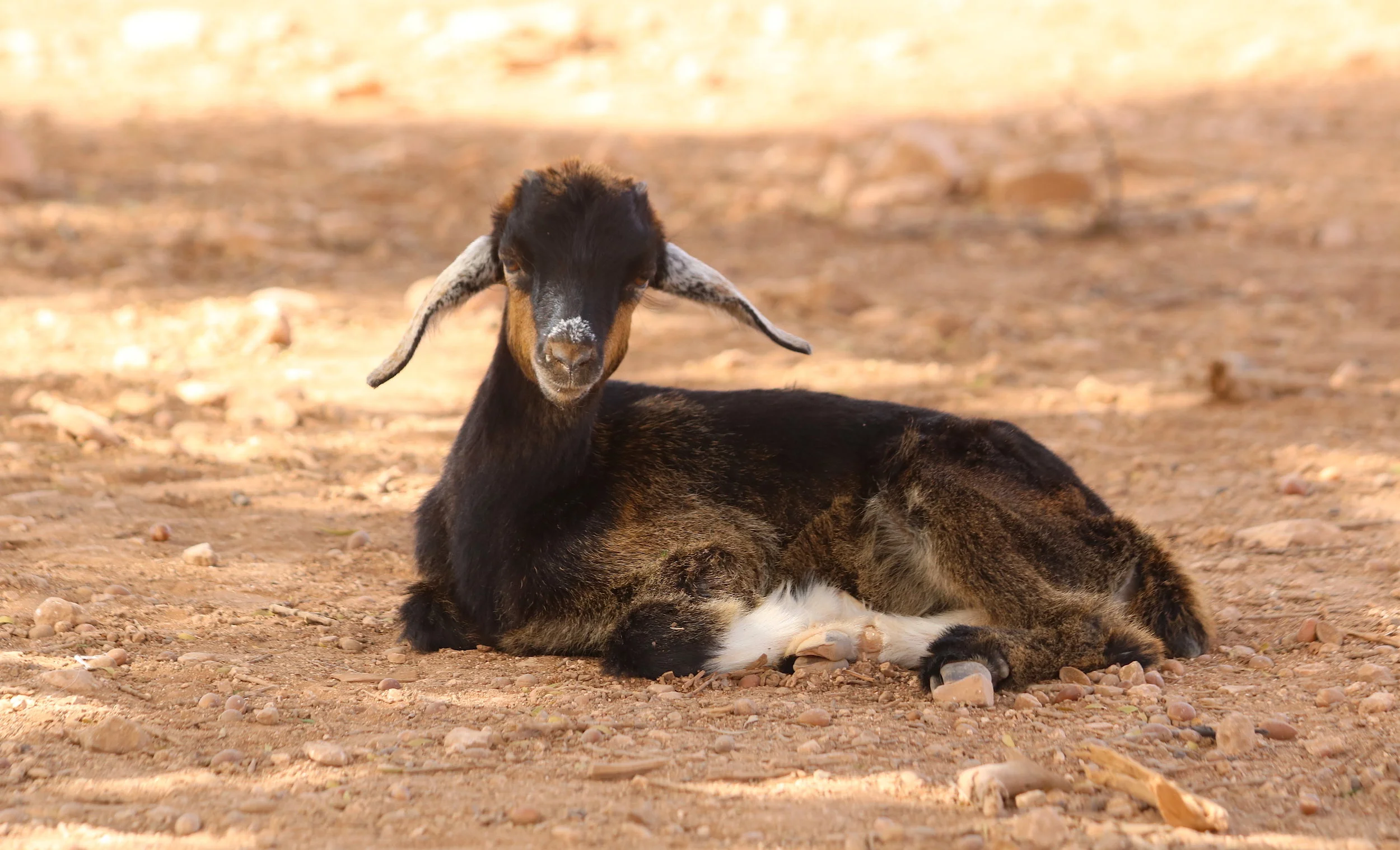 The Climbing Goats of Morocco — petsofchampions