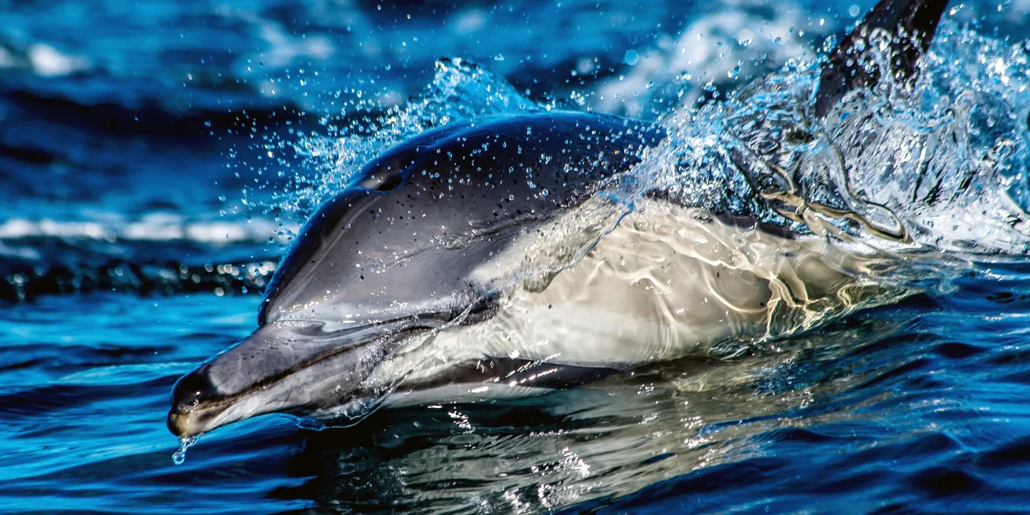 Top 10 Most Fascinating Facts about the Amazing Dolphins — petsofchampions