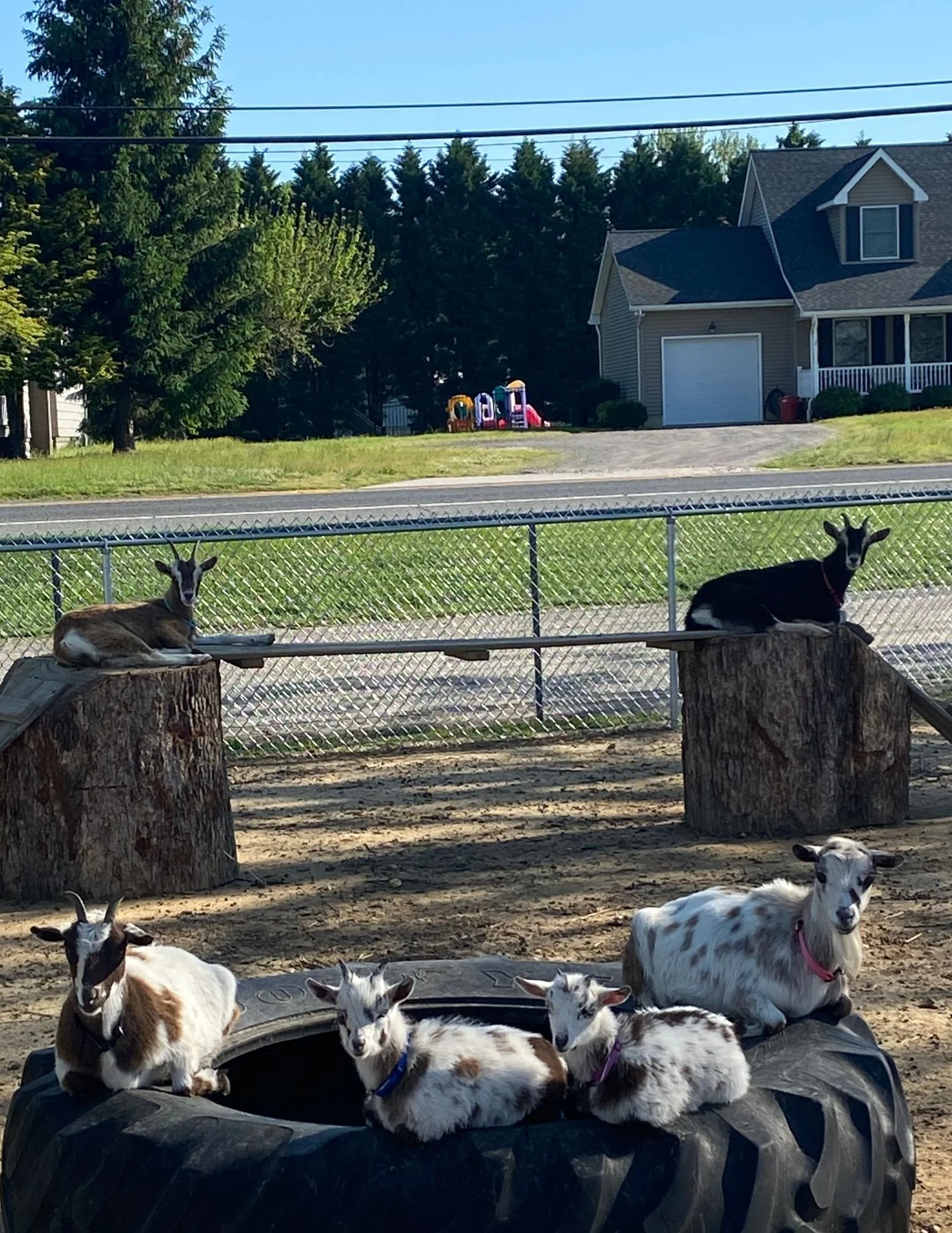 Animals — Duffield's Farm Market