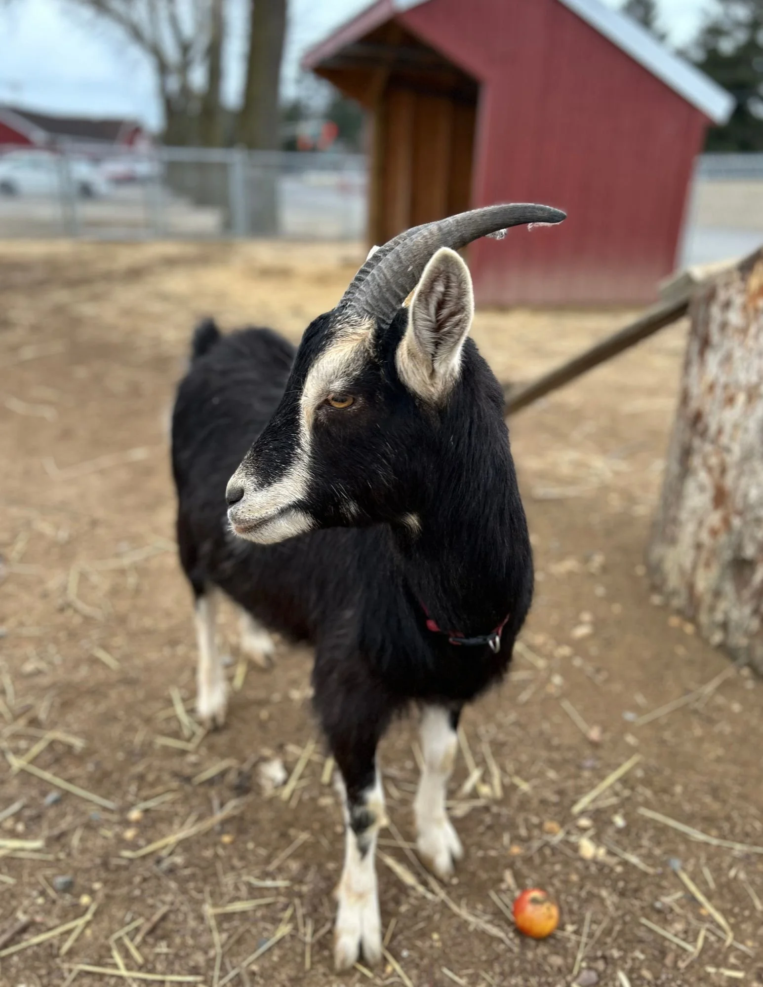 Goats — Duffield's Farm Market