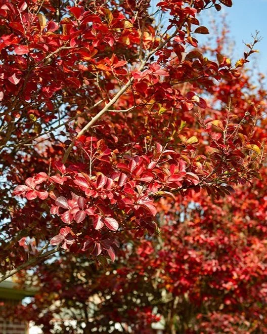 Best Trees for Fall Color in the South — Verdi