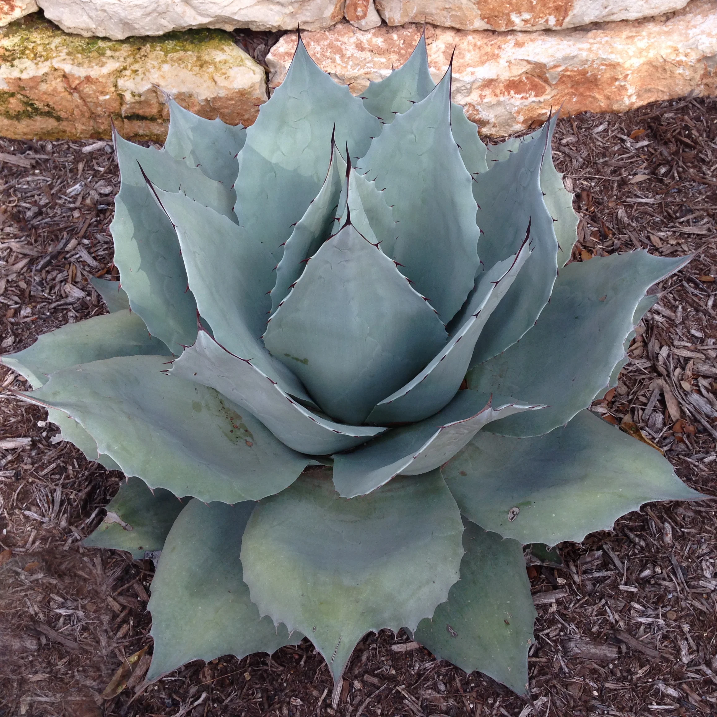 Five Agave to Know and Love — Verdi