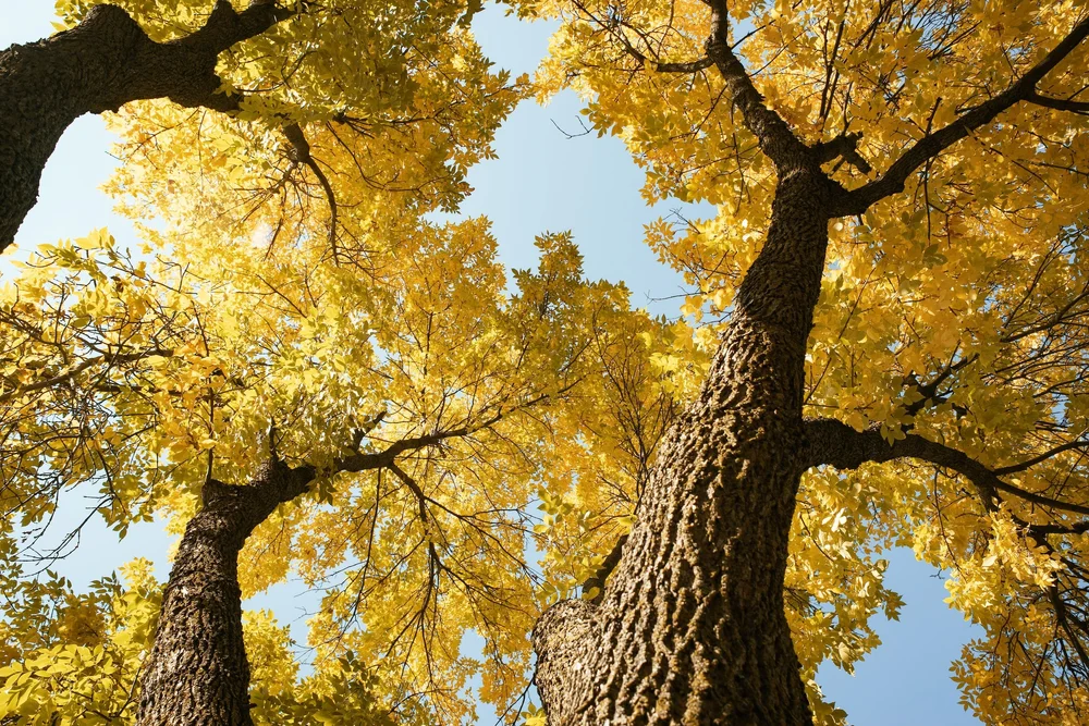 Best Trees for Fall Color in the South — Verdi