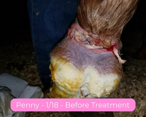 Osteomyelitis, septic bursitis and septic tenosynovitis — Serendi Medical