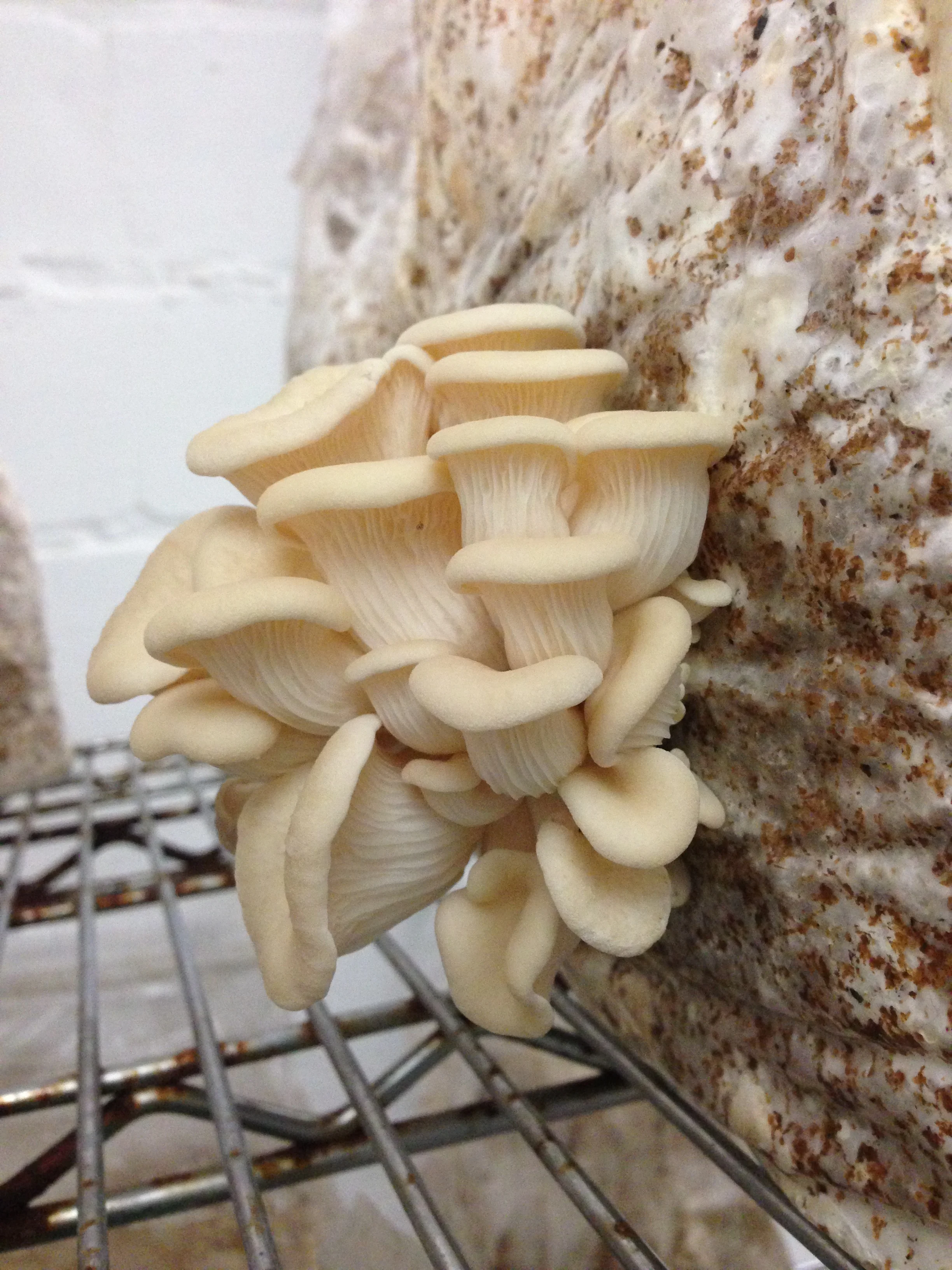 Indoor Mushroom Grow Kits — Smugtown Mushrooms