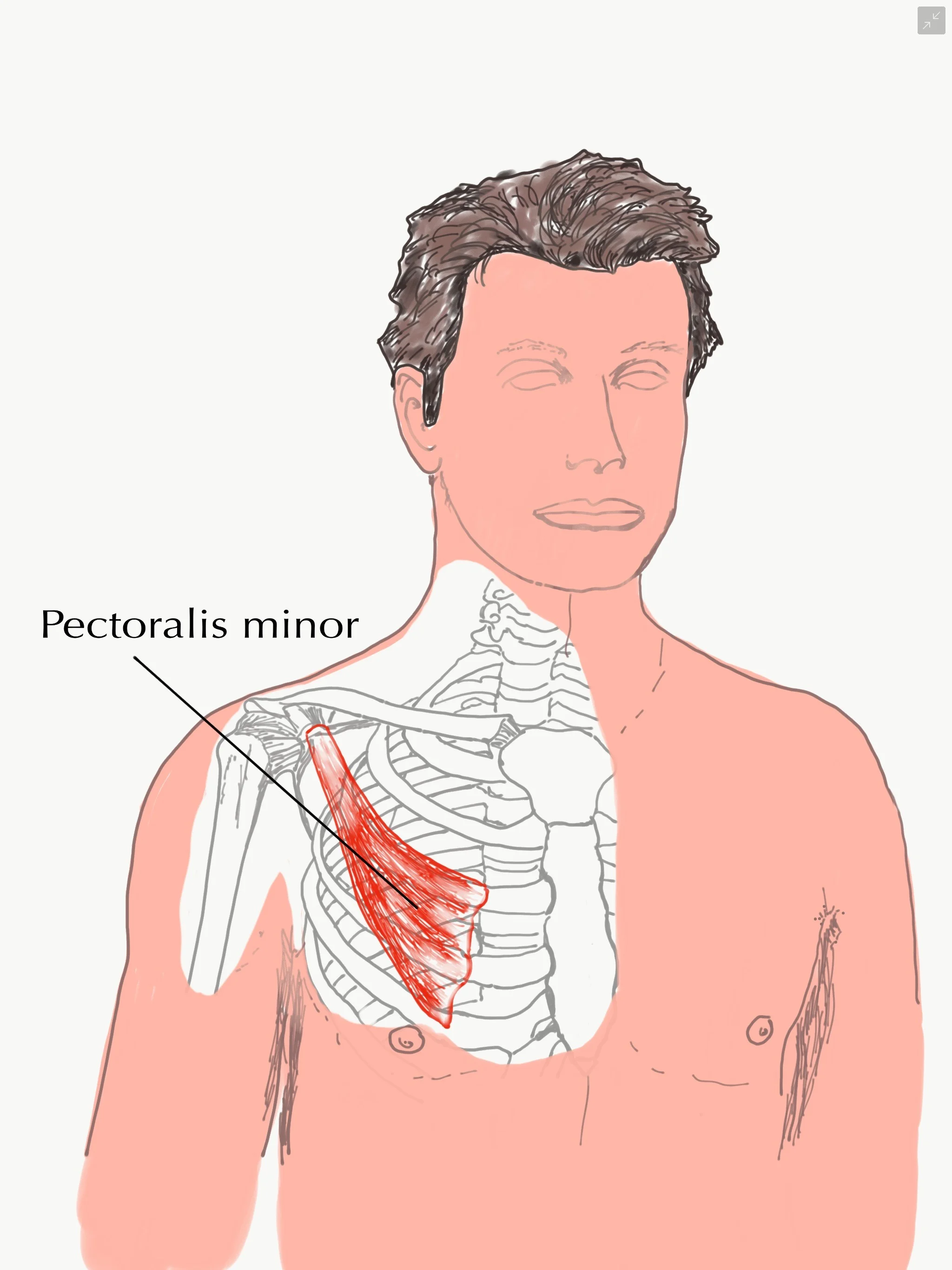 Pectoralis Minor — The Bodywork Institute