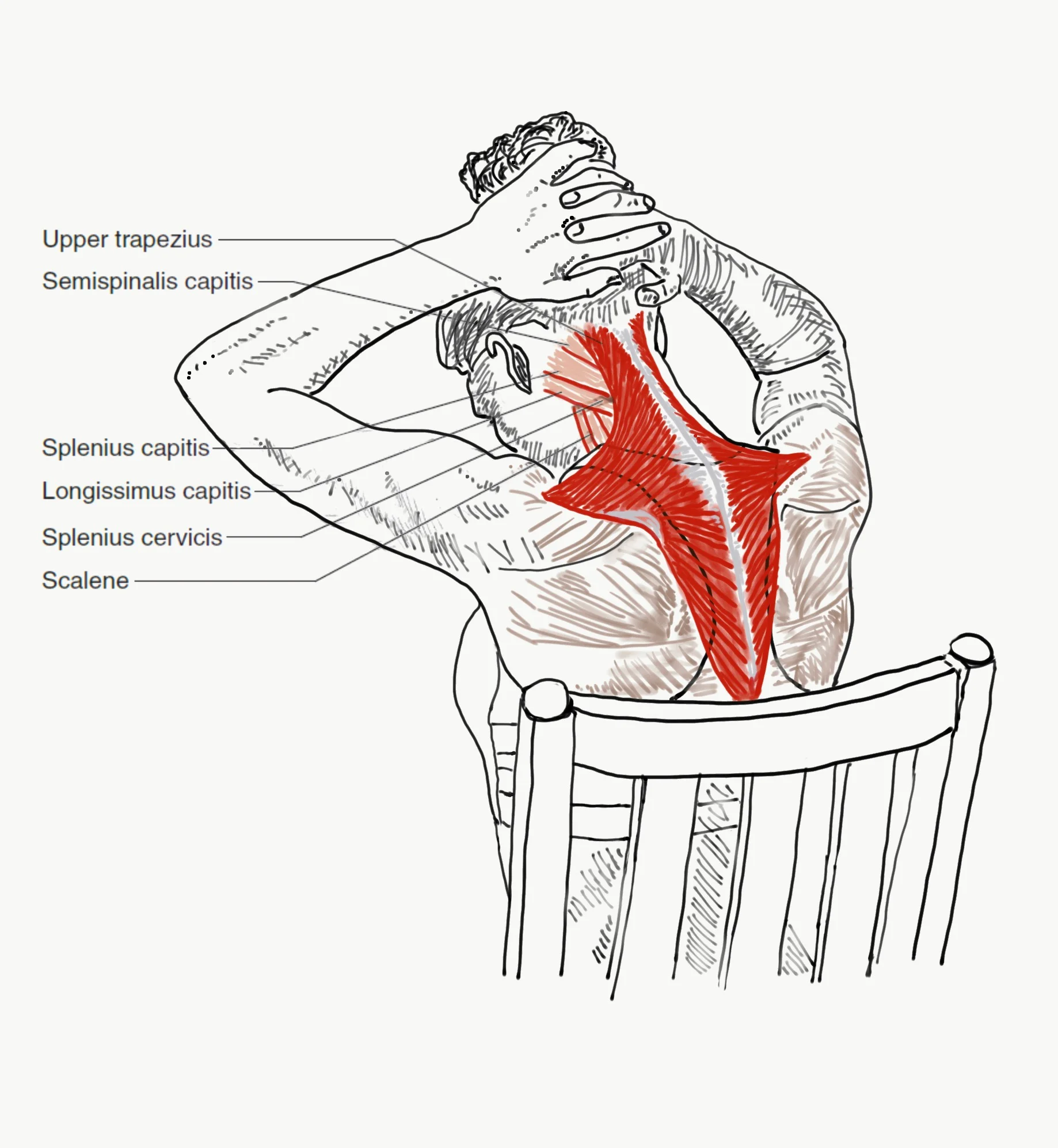 Neck extensors — The Bodywork Institute