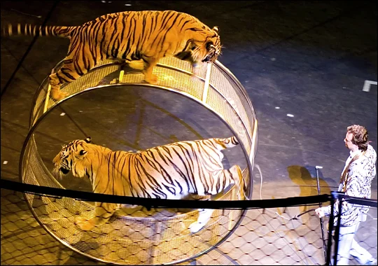 Circus Animals In Cages