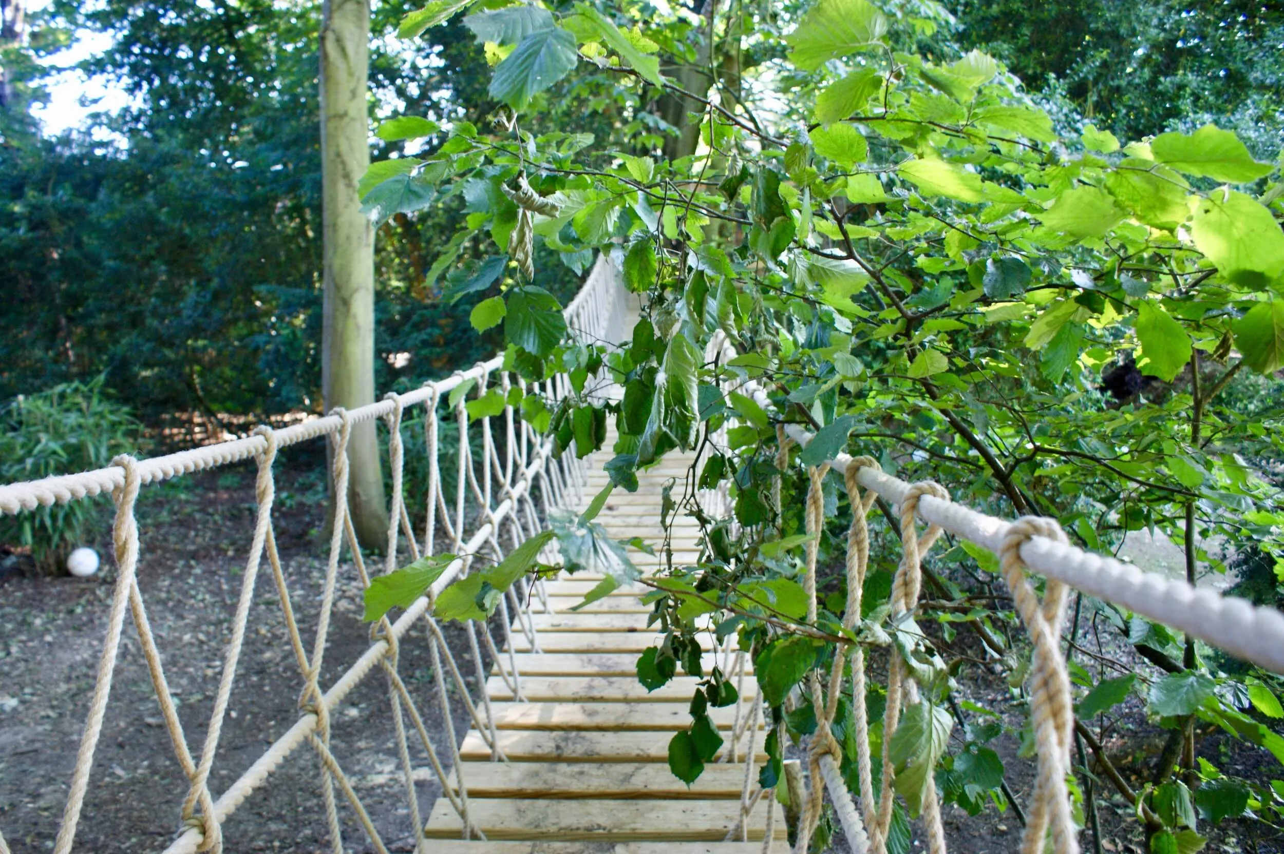Treetop Walkways — Rope Bridge Projects - UK and Worldwide - Design and ...