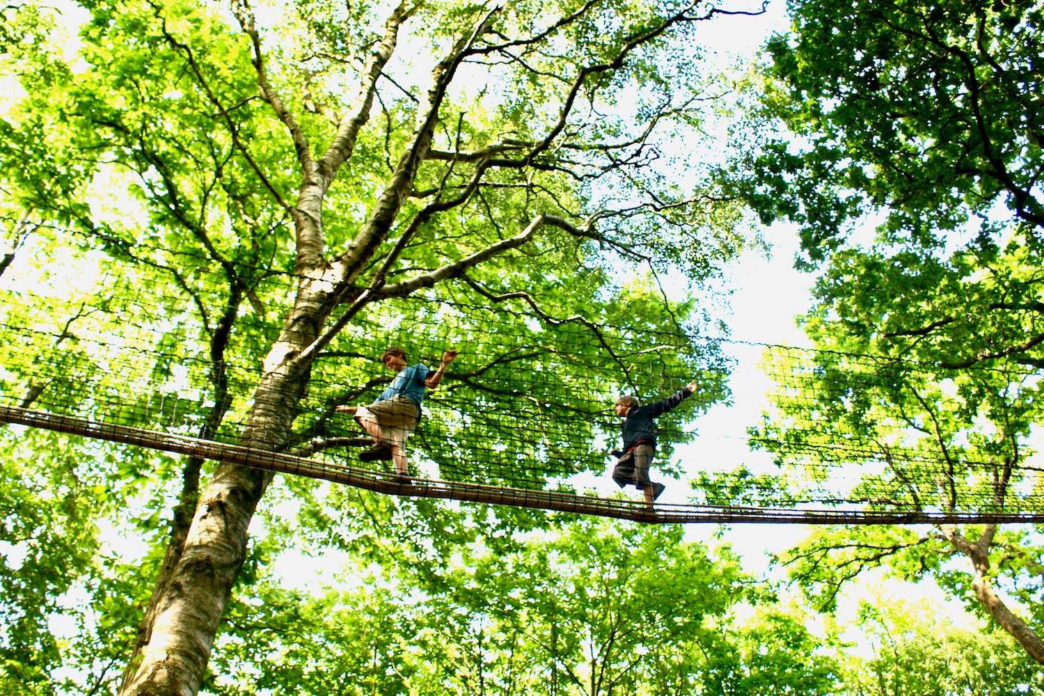 Treetop Walkways | Explore Nature — Experience Treetop Walkways — Rope ...