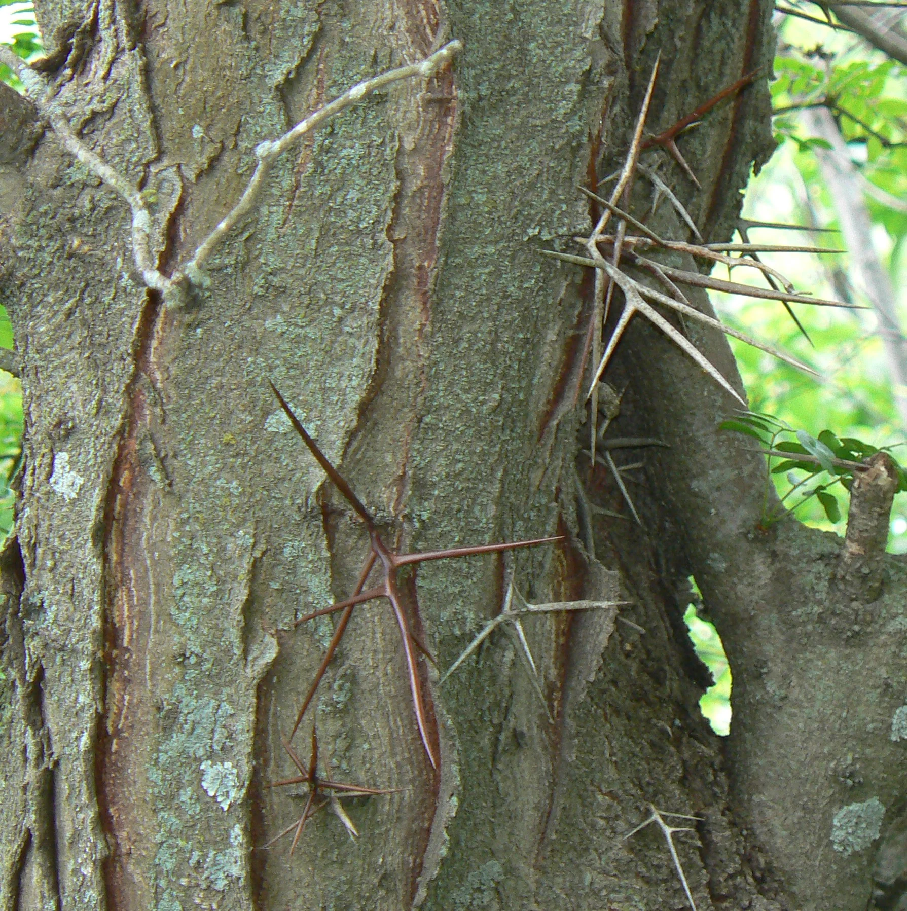 TREE SPOTLIGHT 1 HONEY LOCUST Arborpolitan Garden Care Arboriculture TREE SPOTLIGHT 1 HONEY LOCUST Arborpolitan Garden Care Arboriculture