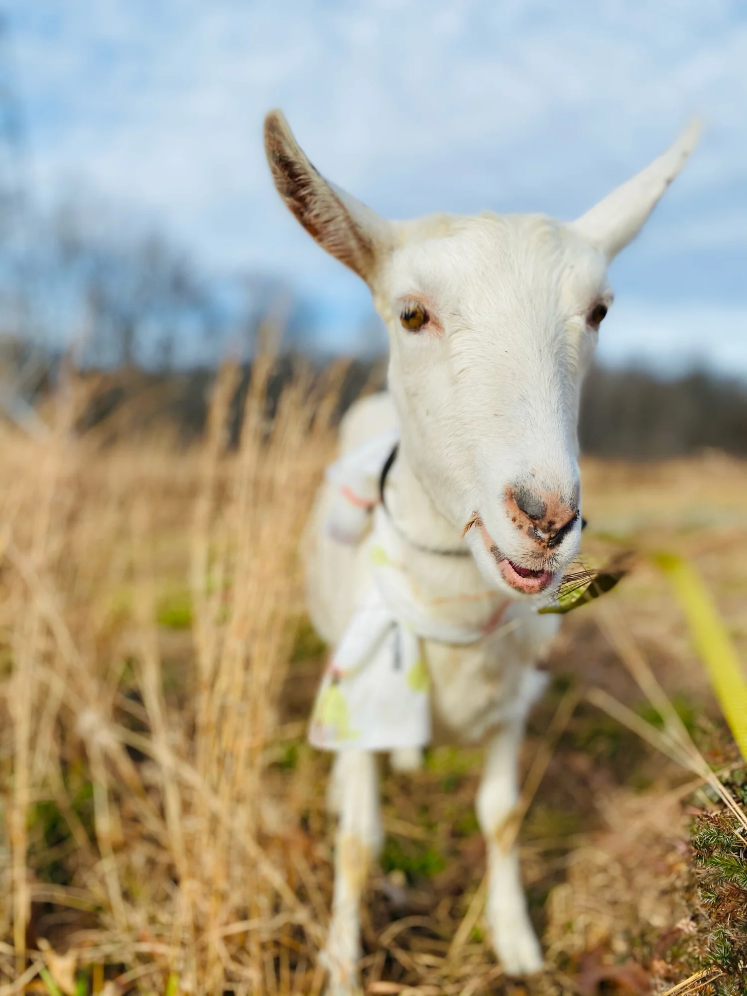 Goat Walks - Clover Brooke Farm in Hyde Park, NY — % Llama Alpaca Hikes ...