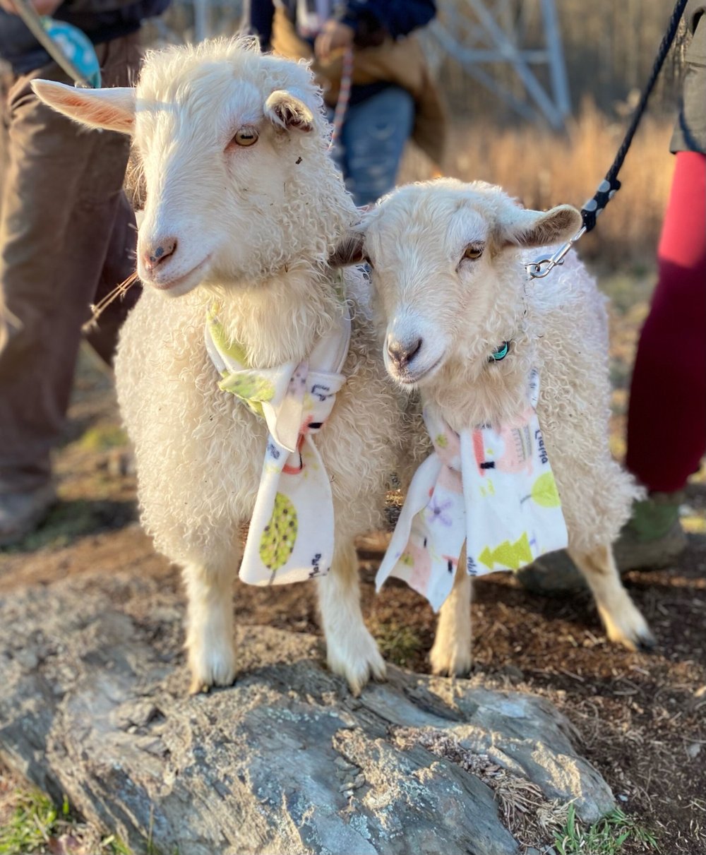 Goat Walks - Clover Brooke Farm in Hyde Park, NY — % Llama Alpaca Hikes ...