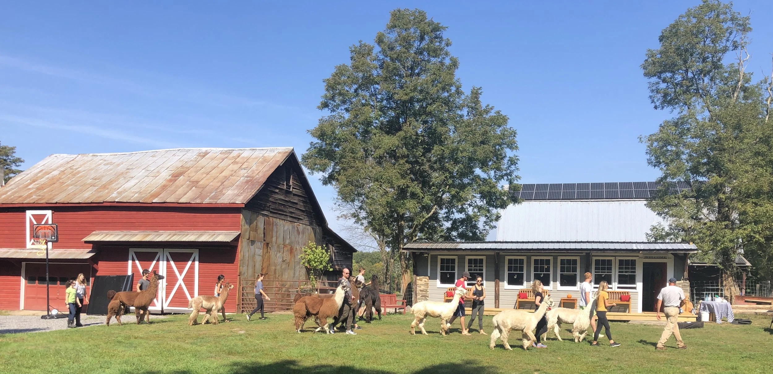 Clover Brooke Farm - Llama and Alpaca Hikes in Hyde Park, NY