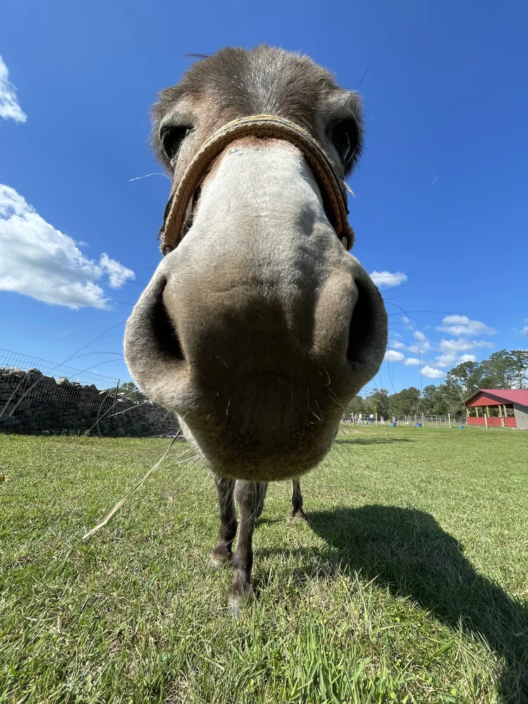 Donkey Walks - Walk-a-Donk at Clover Brooke Farm — % Llama Alpaca Hikes ...