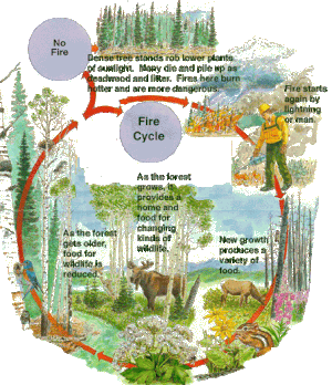 Wildfire Wednesday #176: Evaluating the Effects of Fire (FEMO) — Fire ...
