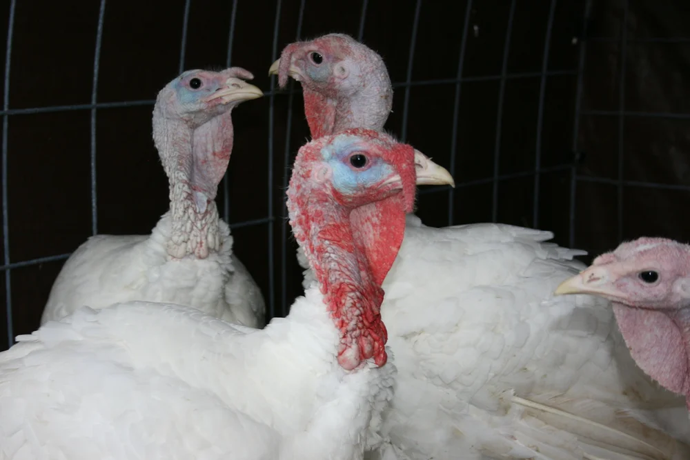 Let's Talk Turkey! — Southern Soil