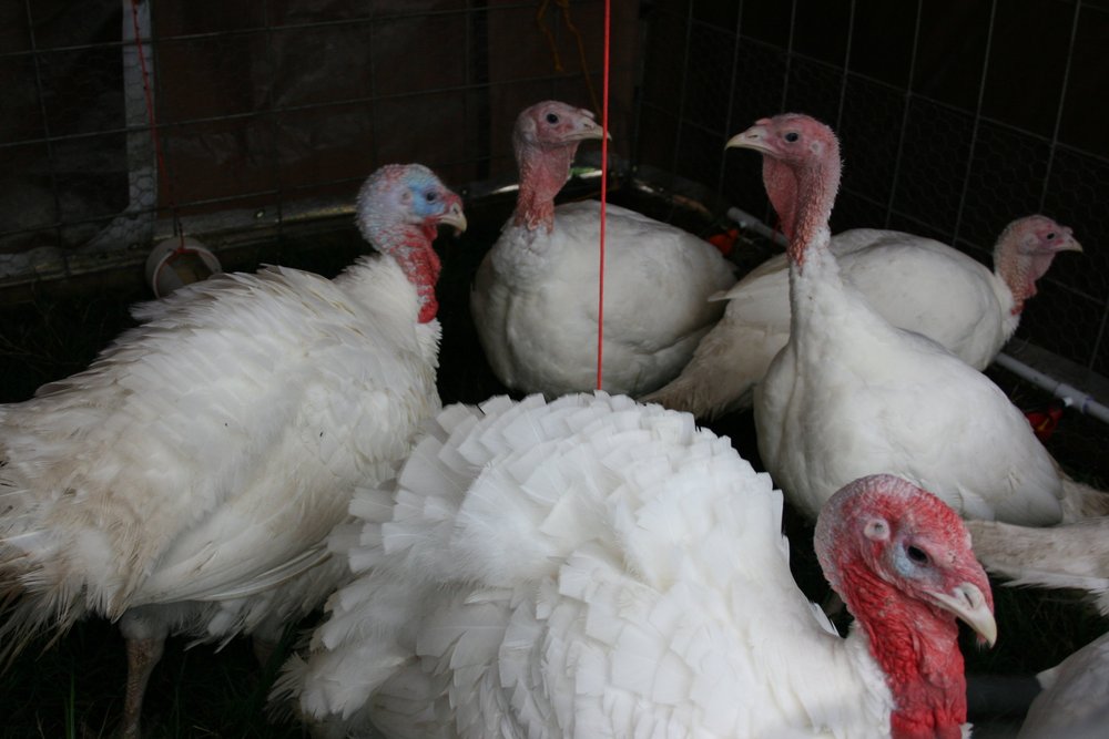 Let's Talk Turkey! — Southern Soil