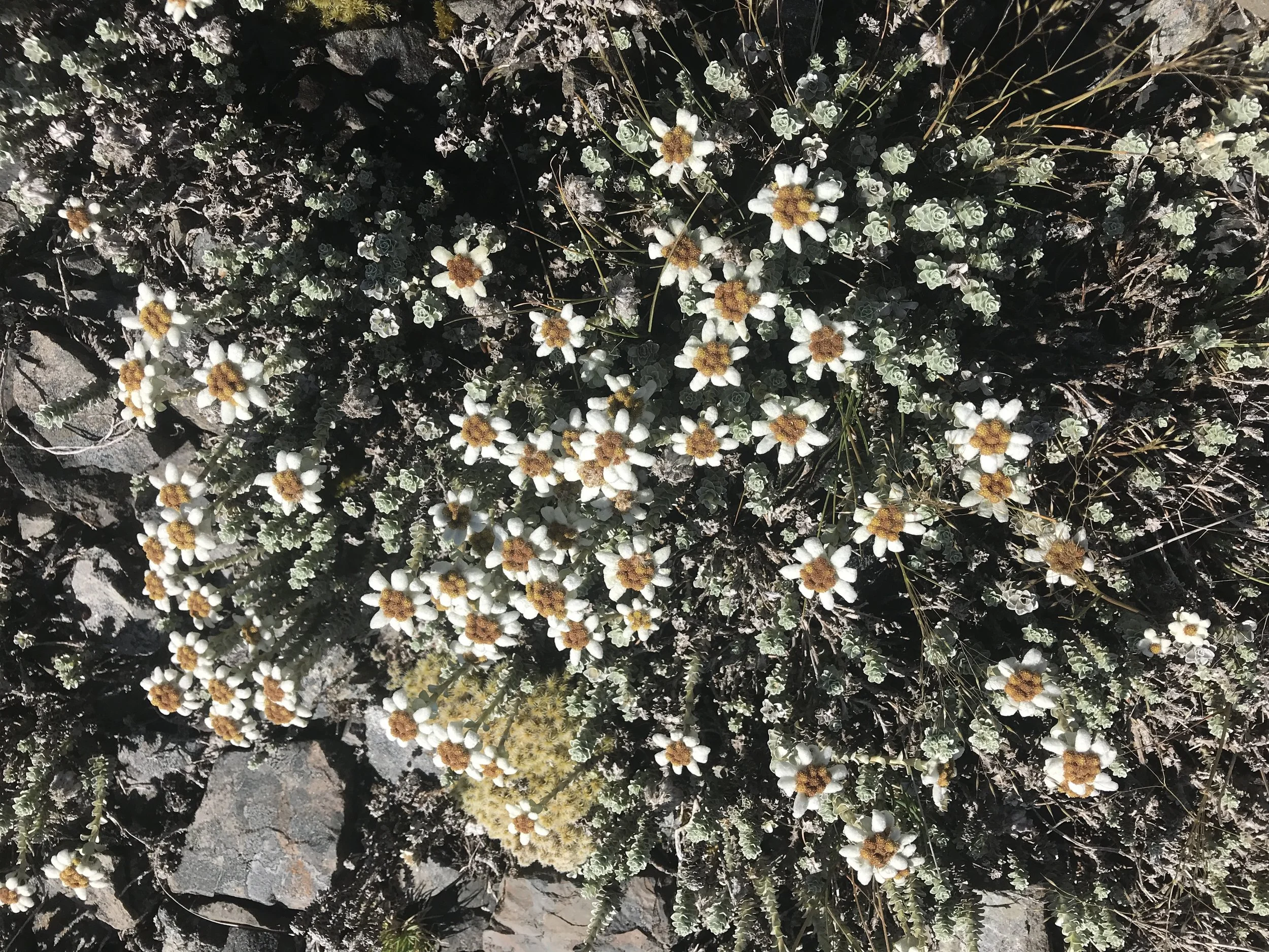 Sandflies, thunder and cheeky Alpine parrots — Dispatches from the 45°S