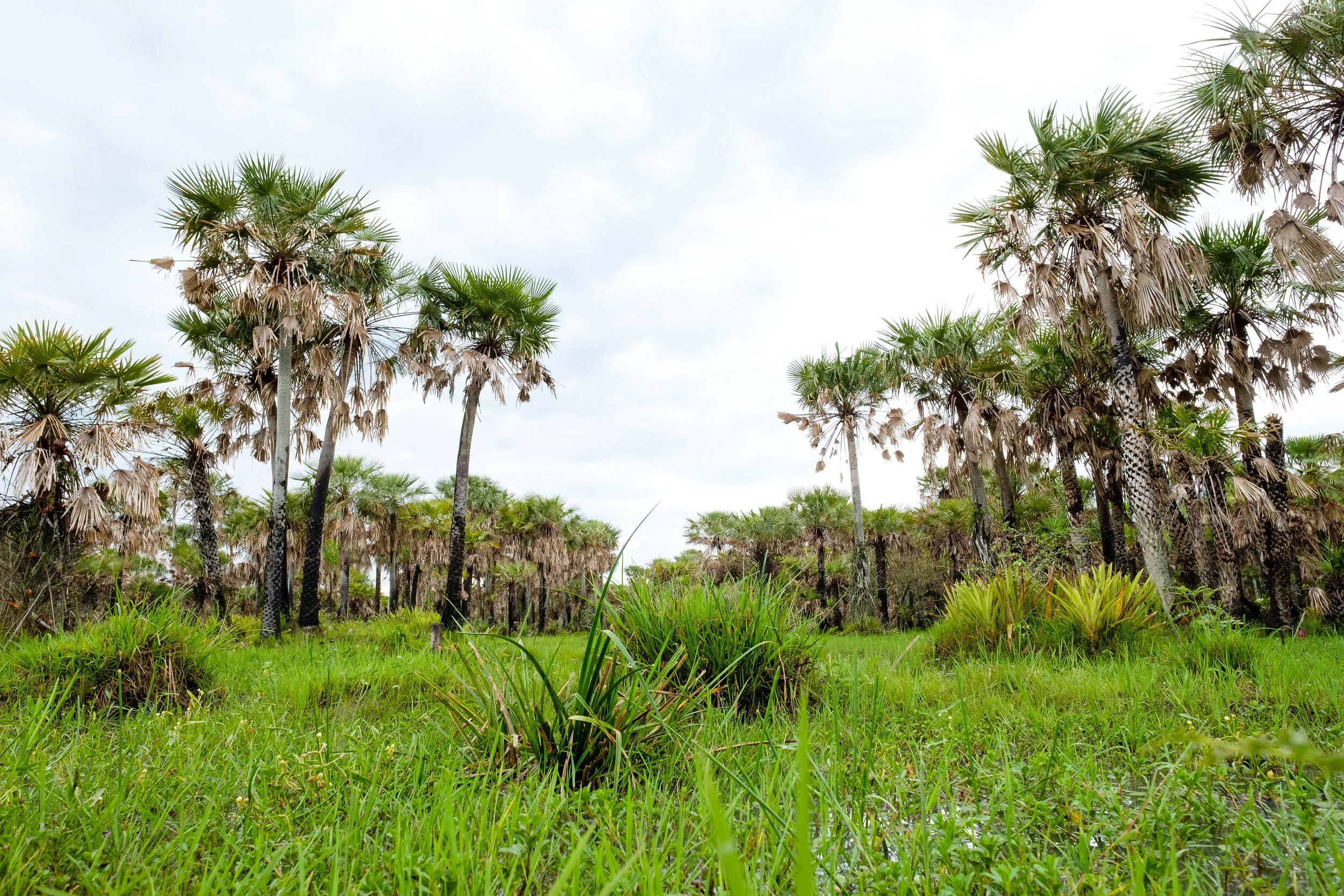 Support us — Para La Tierra