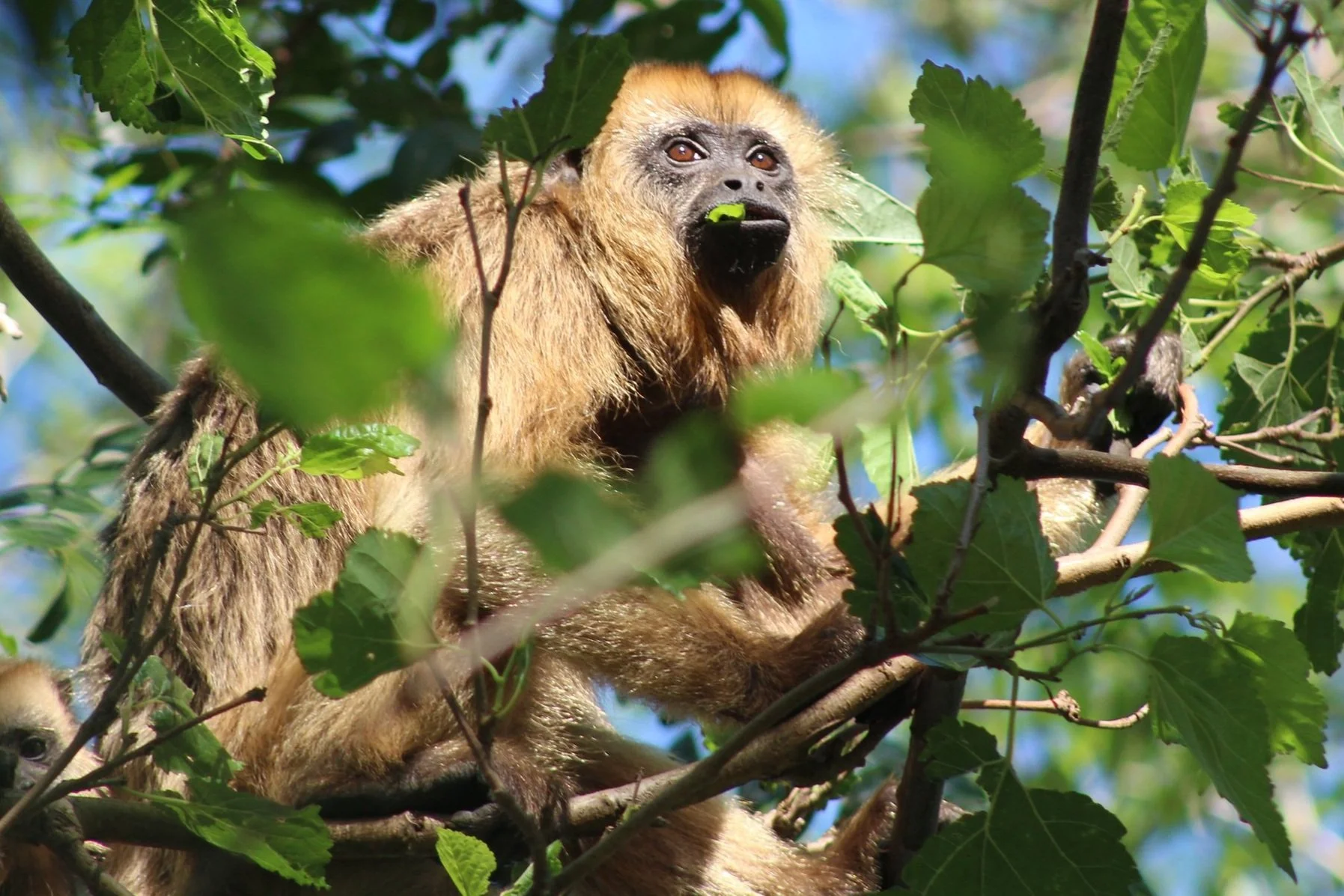 Adopt a monkey — Para La Tierra