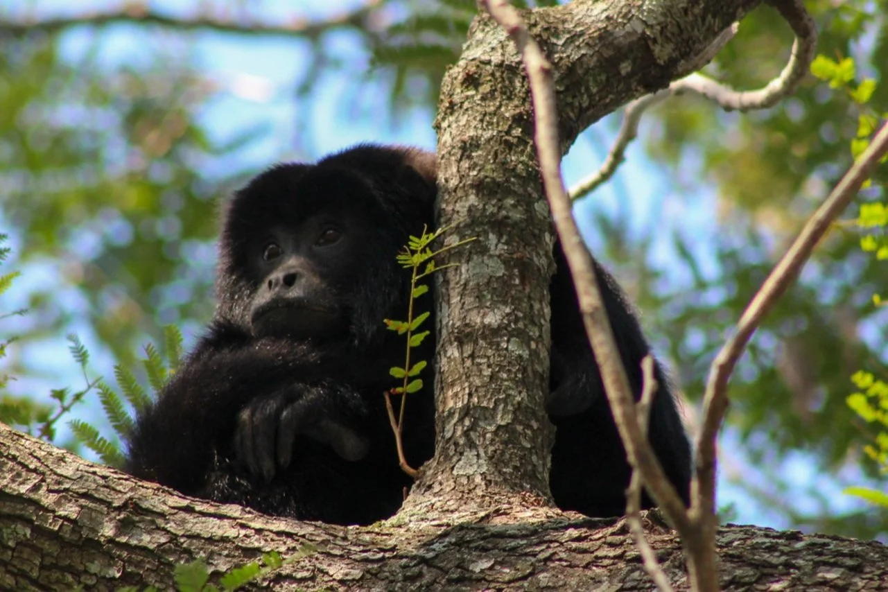 Adopt a monkey — Para La Tierra