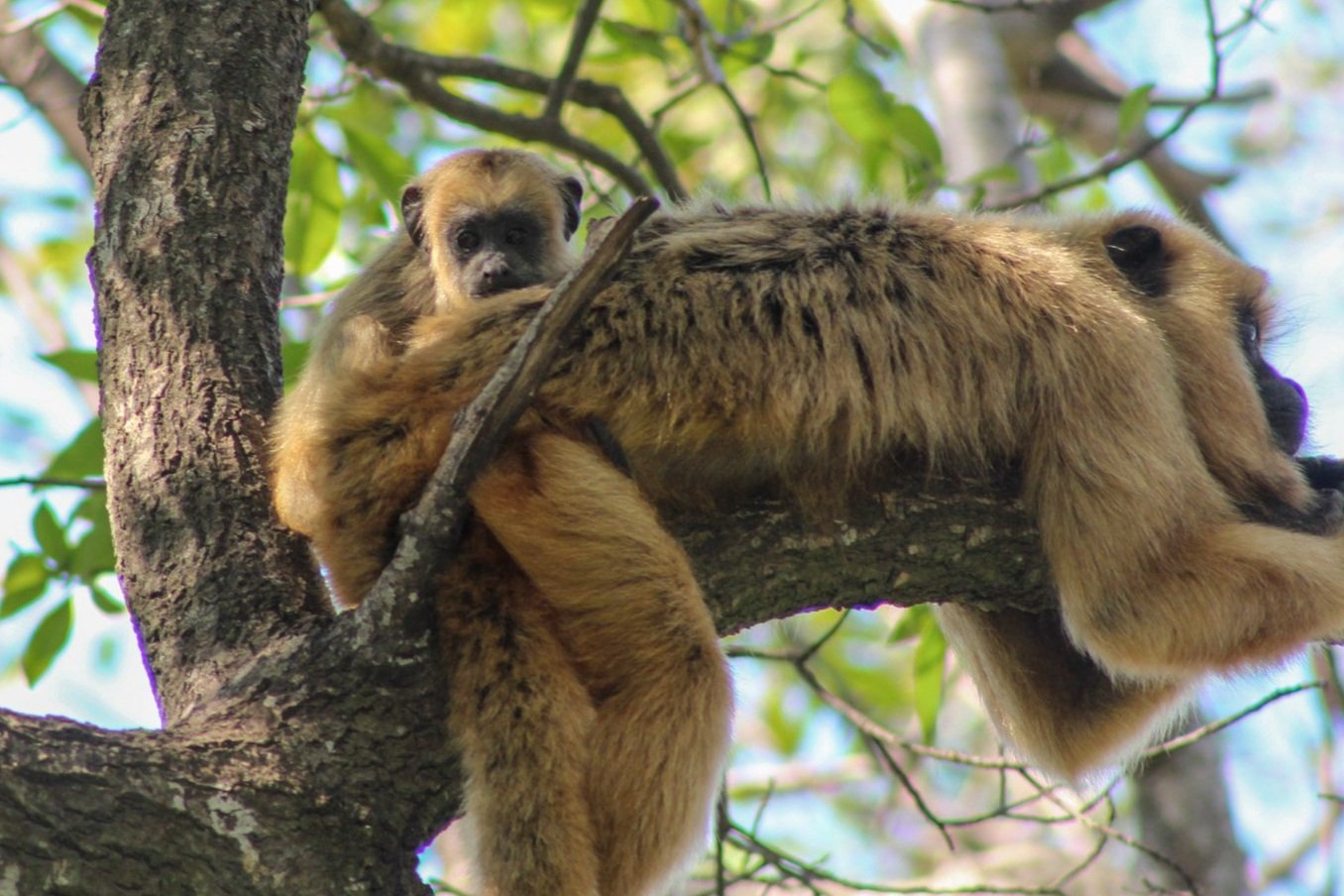 Adopt a monkey — Para La Tierra