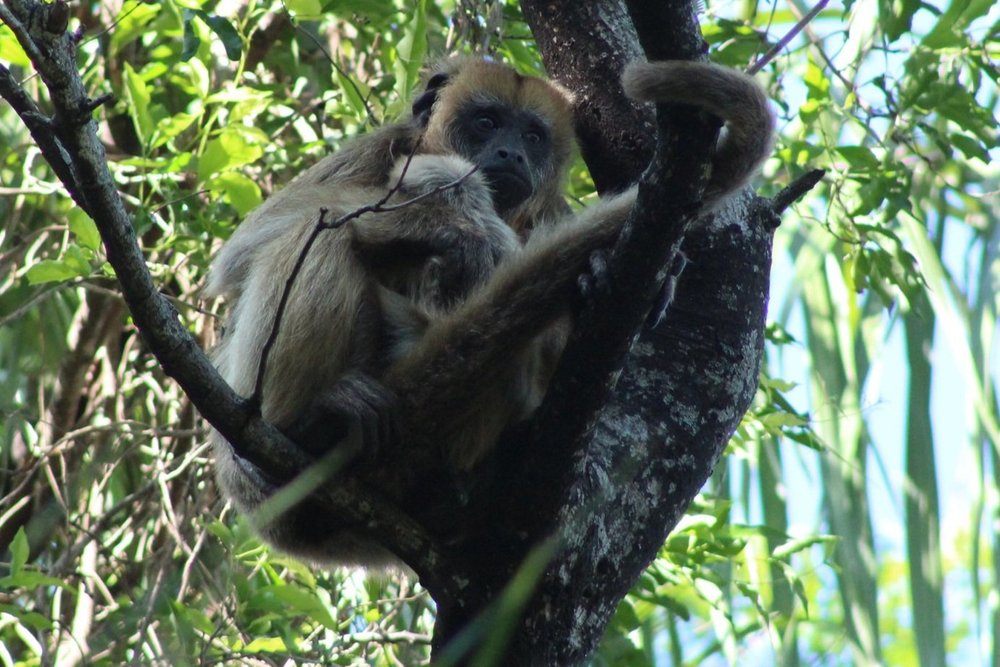 Adopt a monkey — Para La Tierra