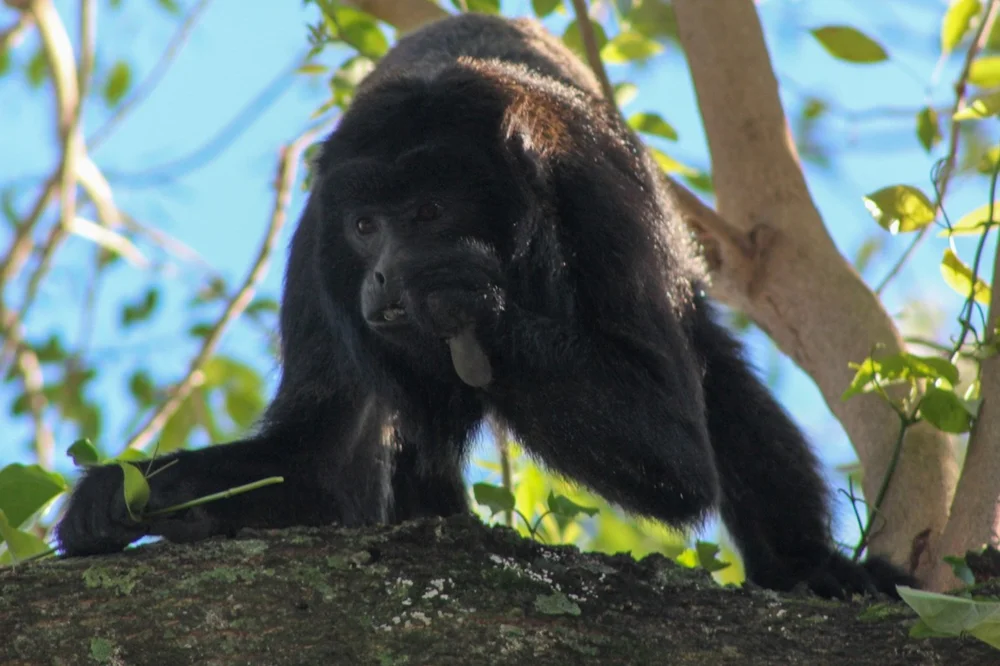 Adopt a monkey - Tomas — Para La Tierra