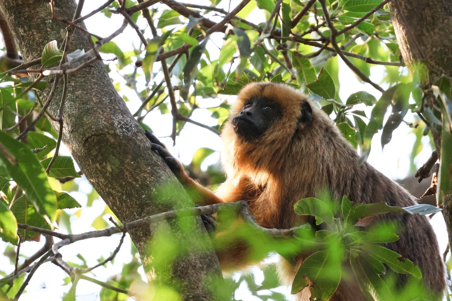 Adopt a monkey — Para La Tierra