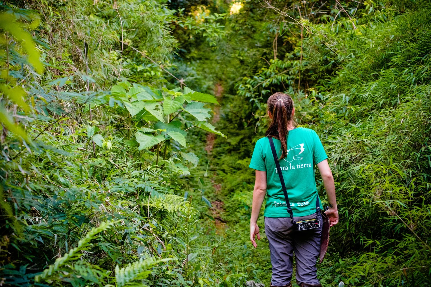 Atlantic Forest — Para La Tierra