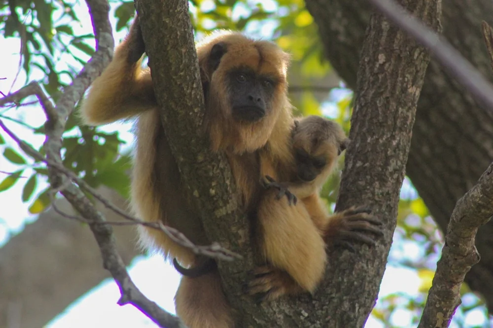 Adopt a monkey - Sara — Para La Tierra