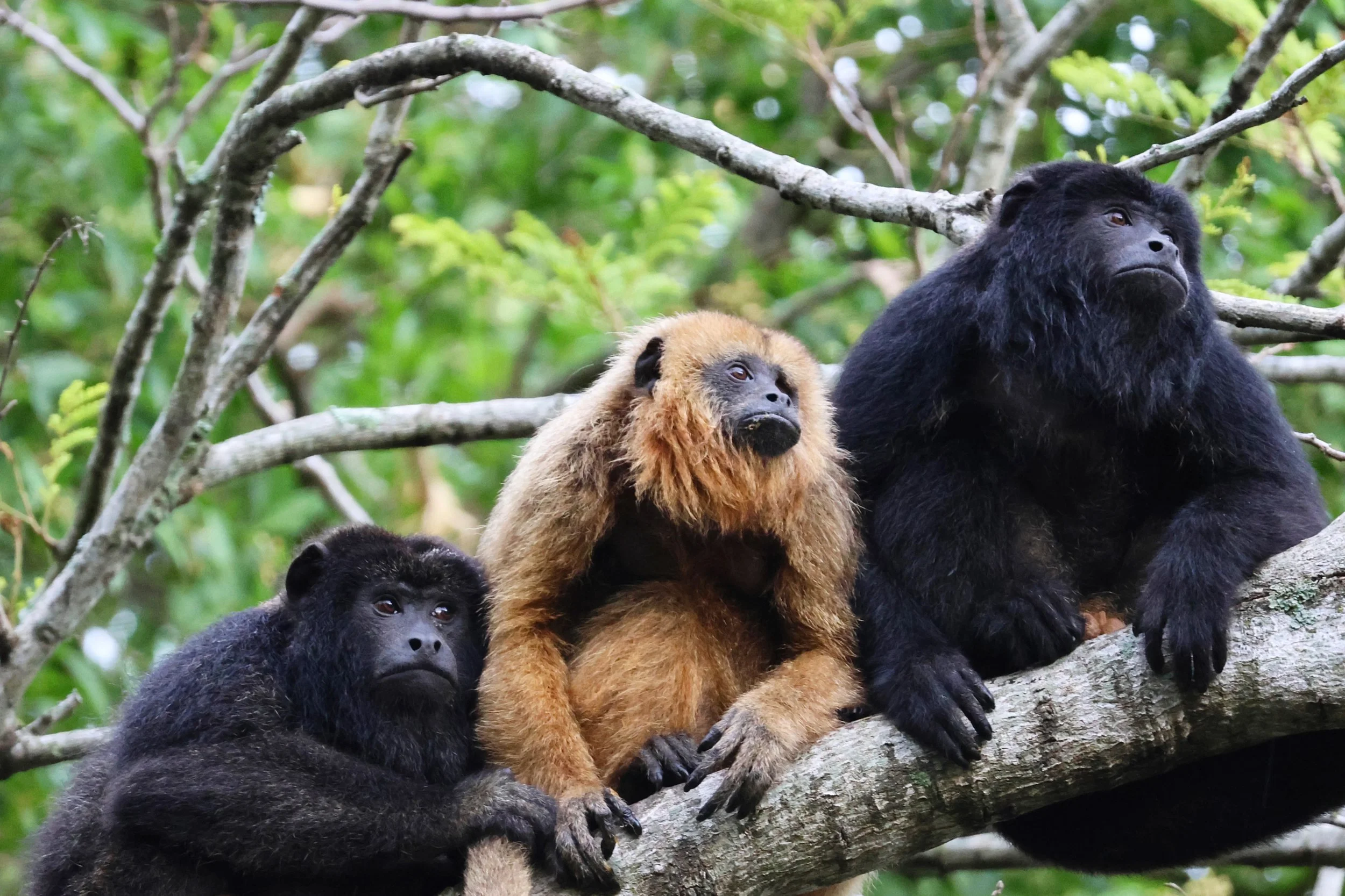 Primatology Online Course — Para La Tierra