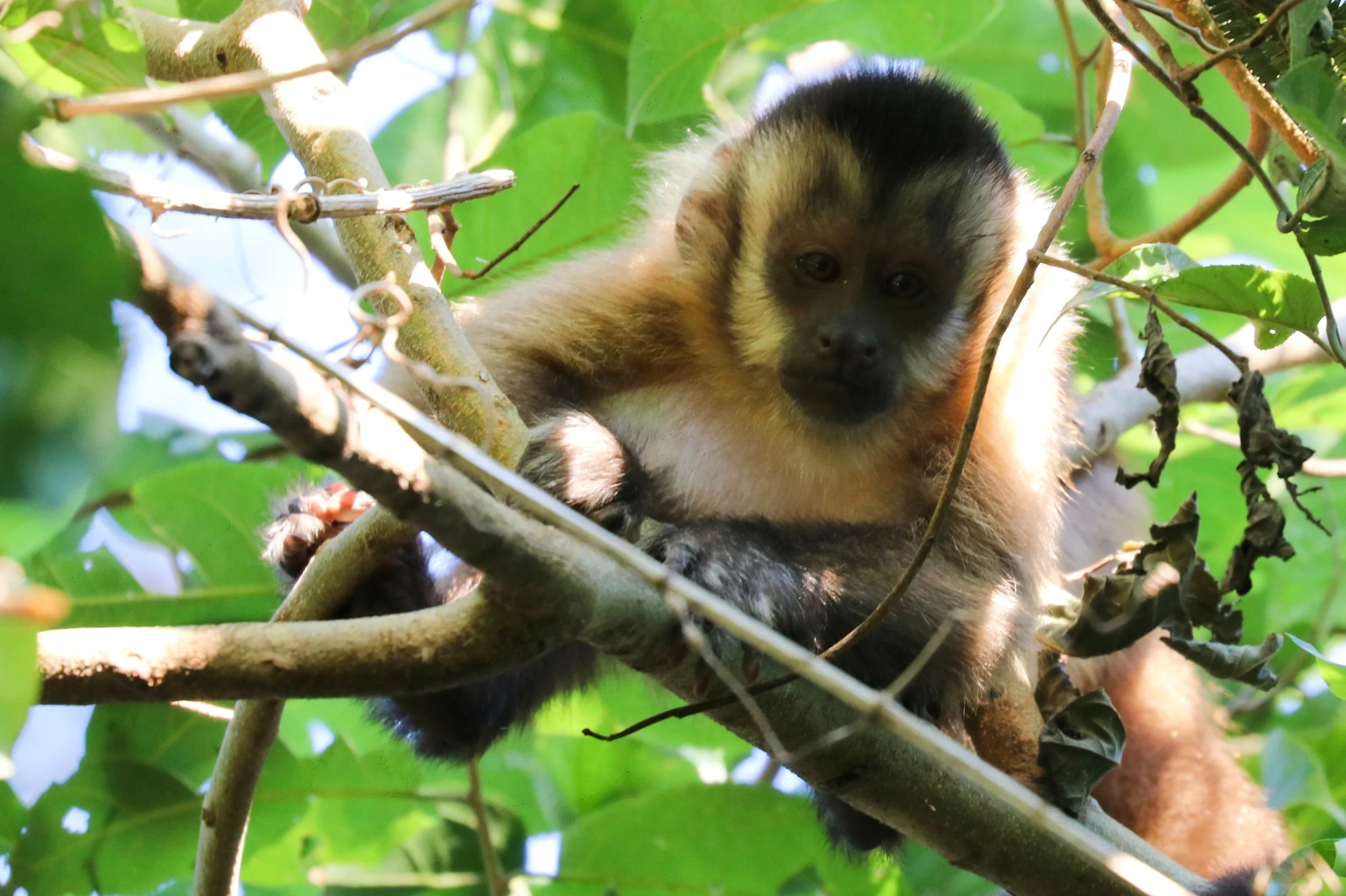 Atlantic Forest — Para La Tierra