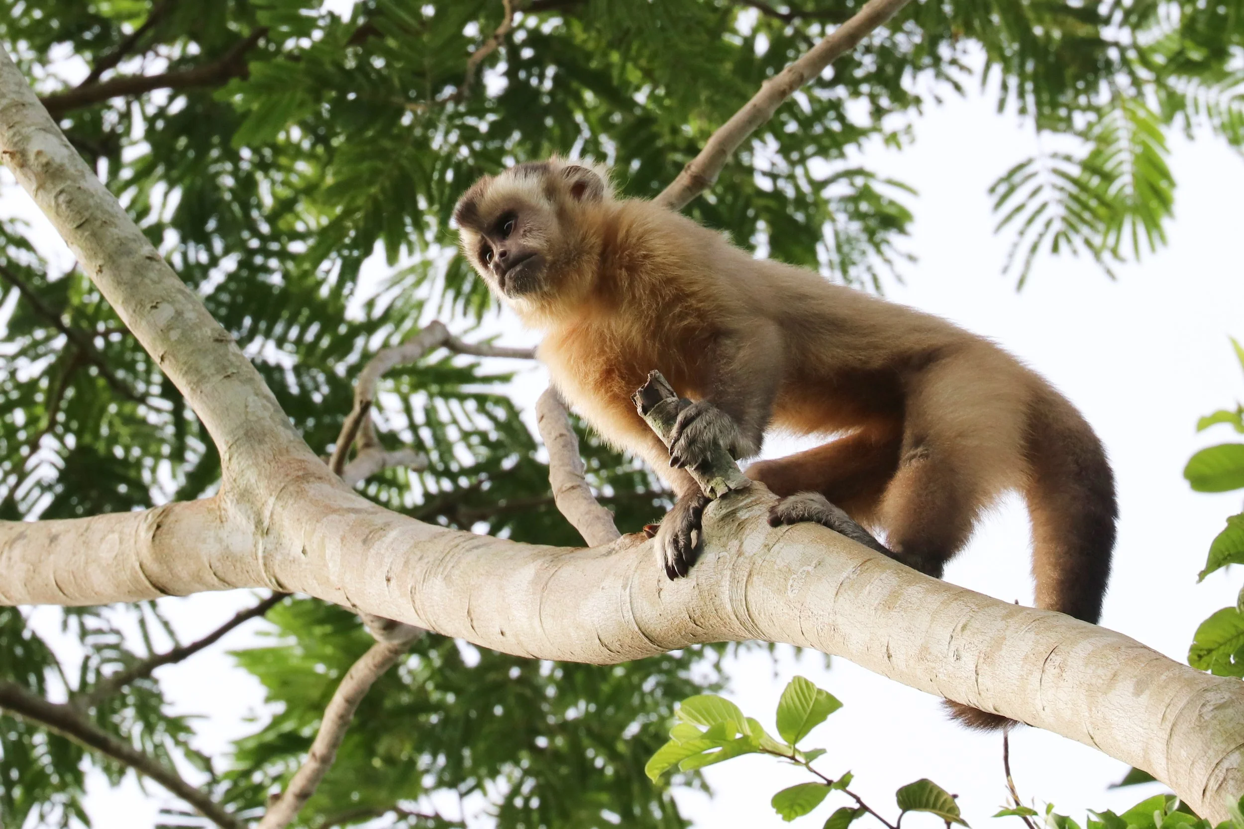 Primatology Online Course — Para La Tierra