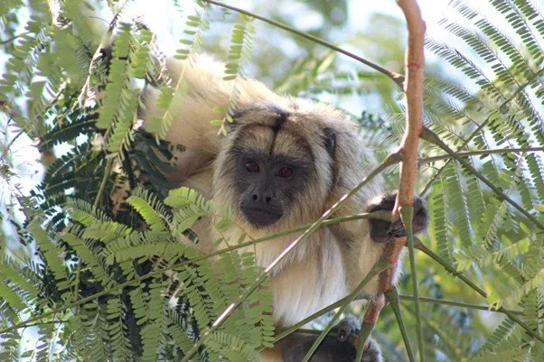 Adopt a monkey-Luku — Para La Tierra