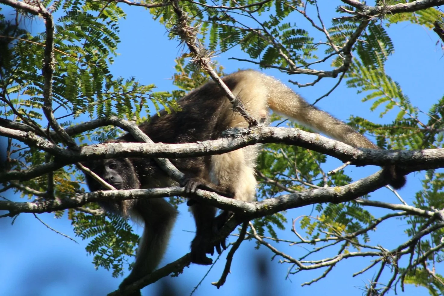 Adopt a monkey — Para La Tierra