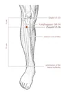 Acupuncture Point Stomach 36: A Powerhouse for Health — Balance Acupuncture - Charleston, SC